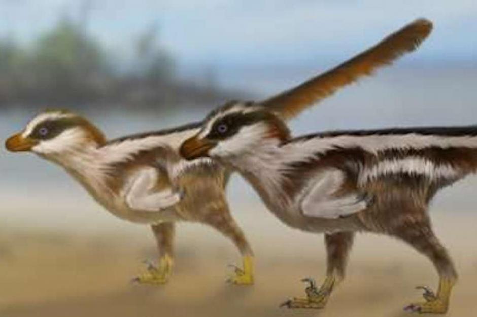 World’s smallest dinosaur tracks reveal new sparrow-sized raptor – THE ...
